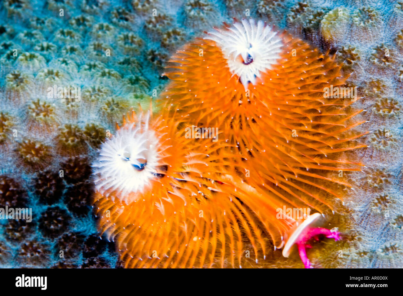 These tiny Christmas Tree Worms exhibit diverse colors at their site ...
