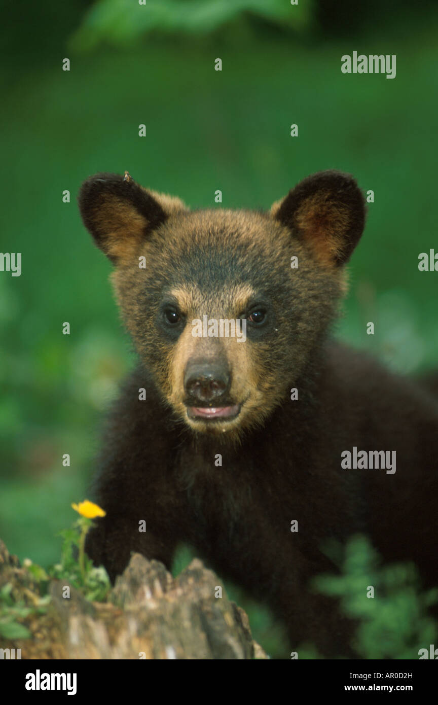 Portrait of Black Bear Cub Closeup Minnesota Stock Photo - Alamy