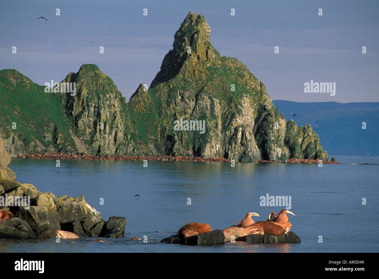 Walrus resting on rock Round Island Southwest Alaska summer scenic ...