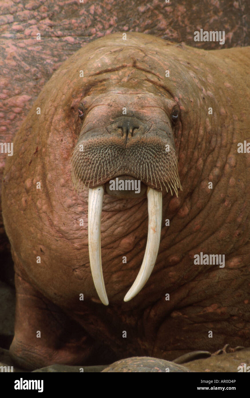Walrus Round Island Southwest Alaska summer portrait Stock Photo - Alamy