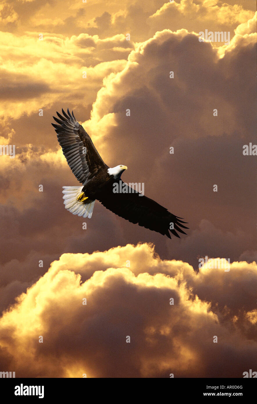 Eagle Soaring Sun Stock Photos & Eagle Soaring Sun Stock Images - Alamy