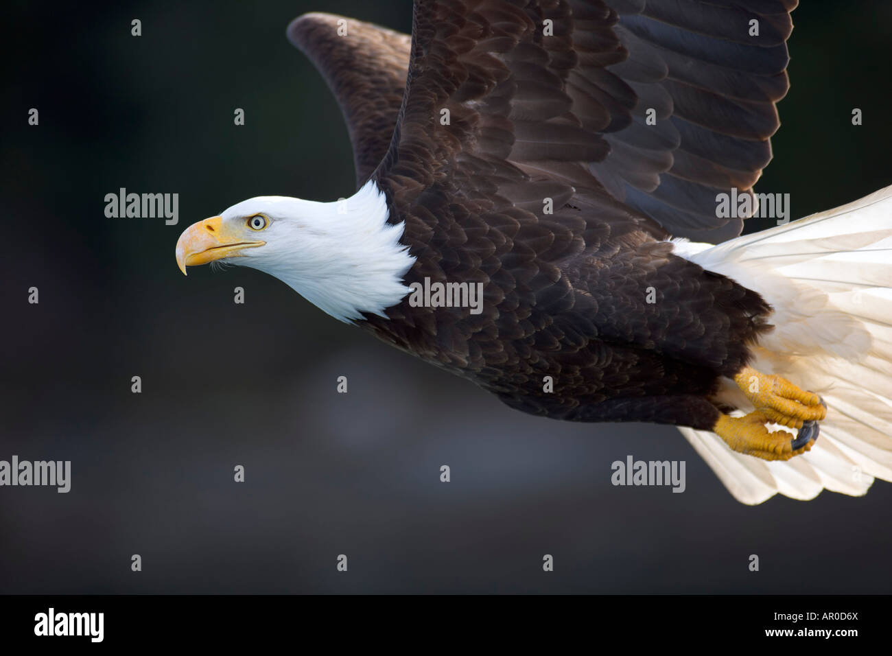 Regal mature eagle hi-res stock photography and images - Alamy