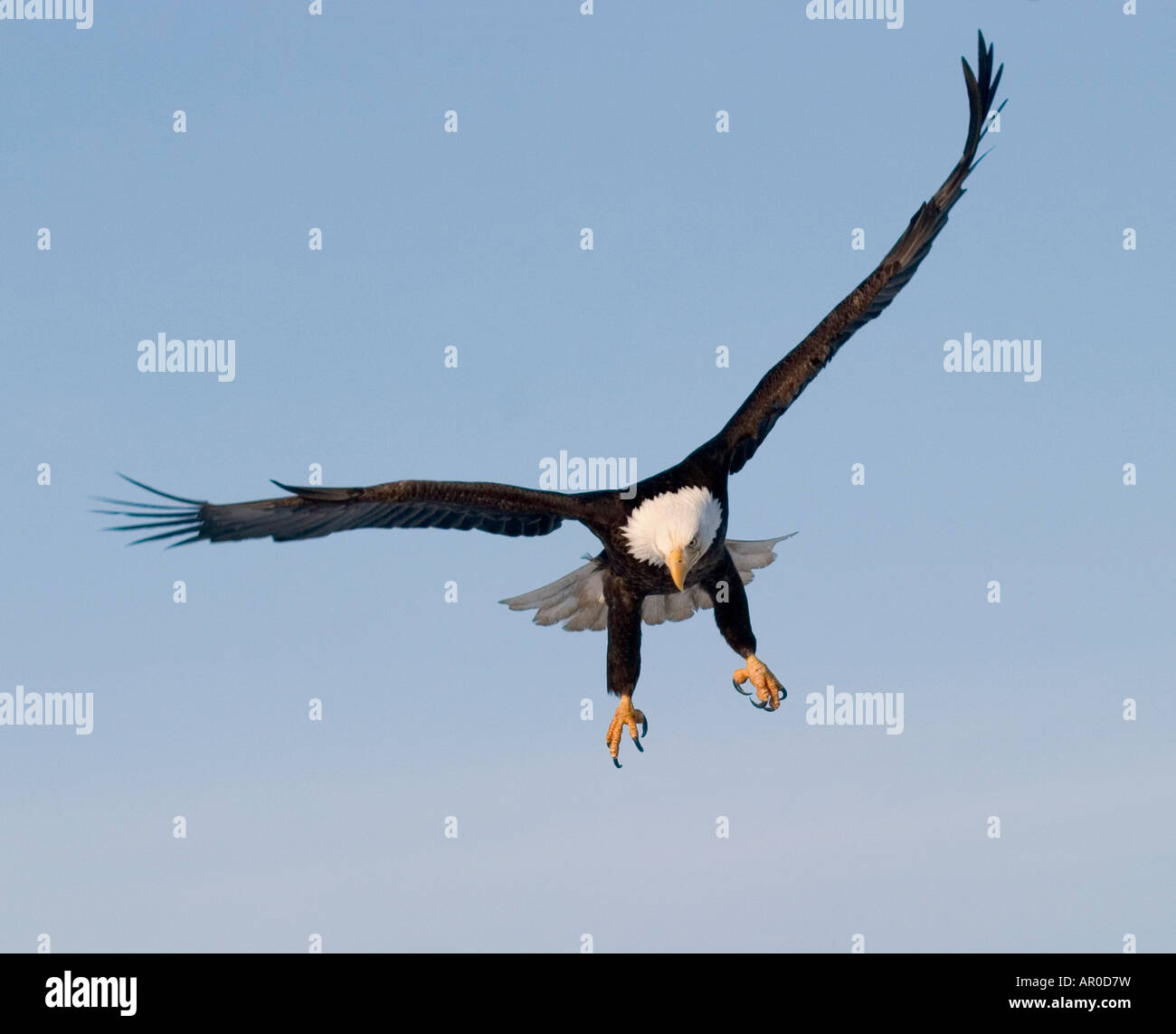 Bald Eagle in Flight w/Legs Down Homer KP AK Winter Stock Photo - Alamy