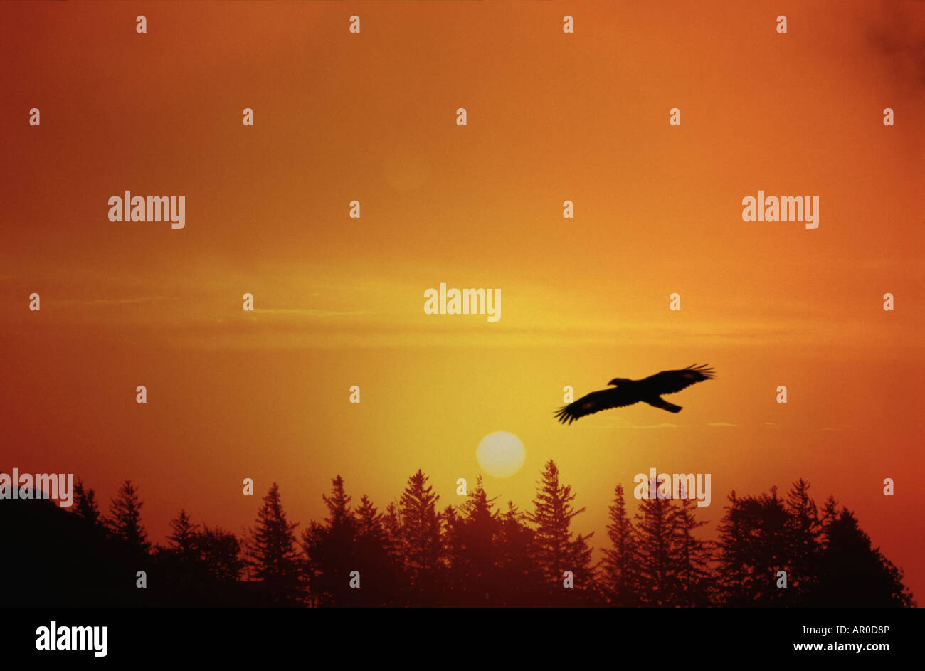 Bald eagle flying over trees hi-res stock photography and images - Alamy