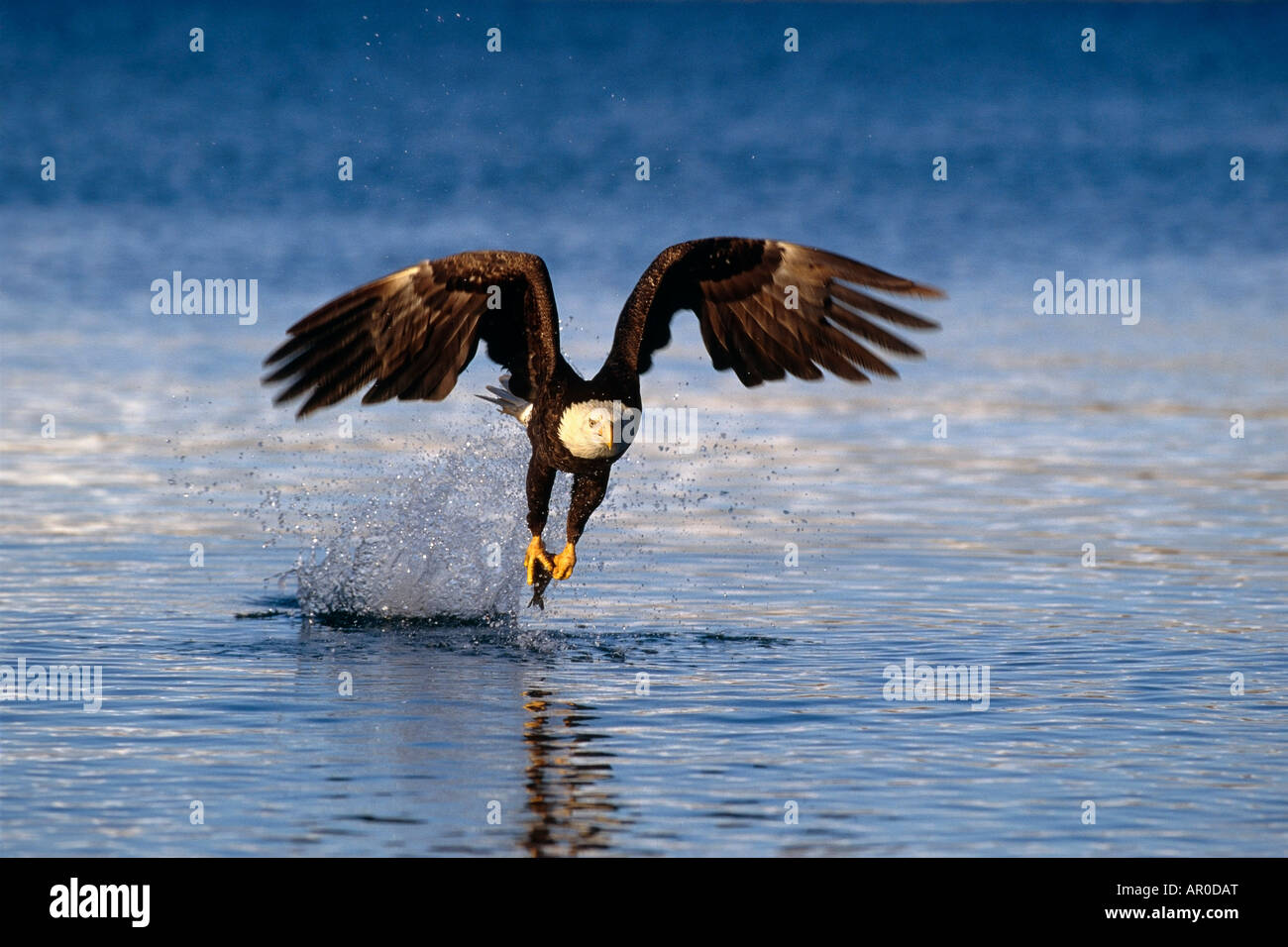 Bald Eagle with Fish in its Claws Alaska Stock Photo - Alamy