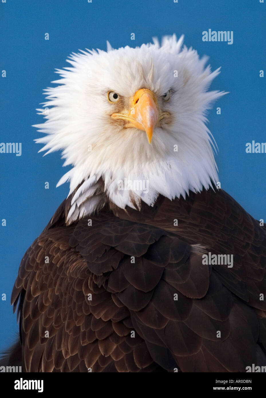 Close Up Portrait of Mature Bald Eagle KP AK Winter Homer Stock Photo ...