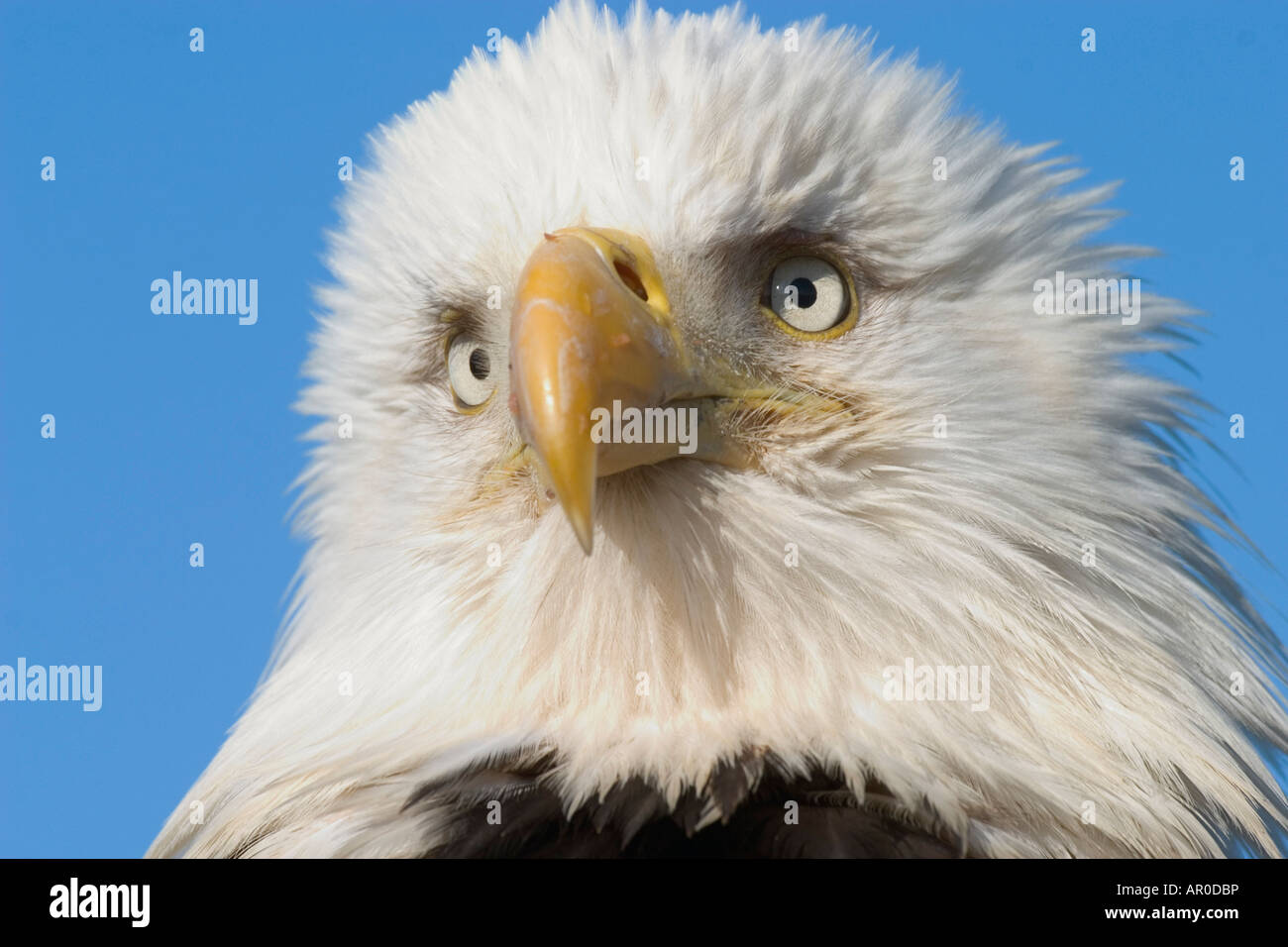 Close Up Portrait of Mature Bald Eagle KP AK Winter Homer Stock Photo ...