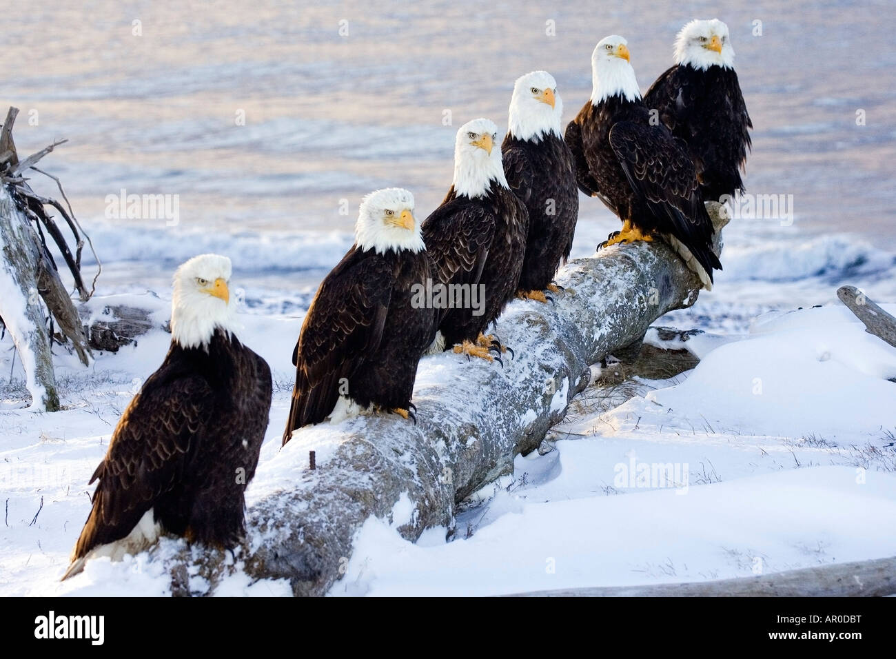 Six Bald Eagles perched in a row on snow covered log Homer Spit ...