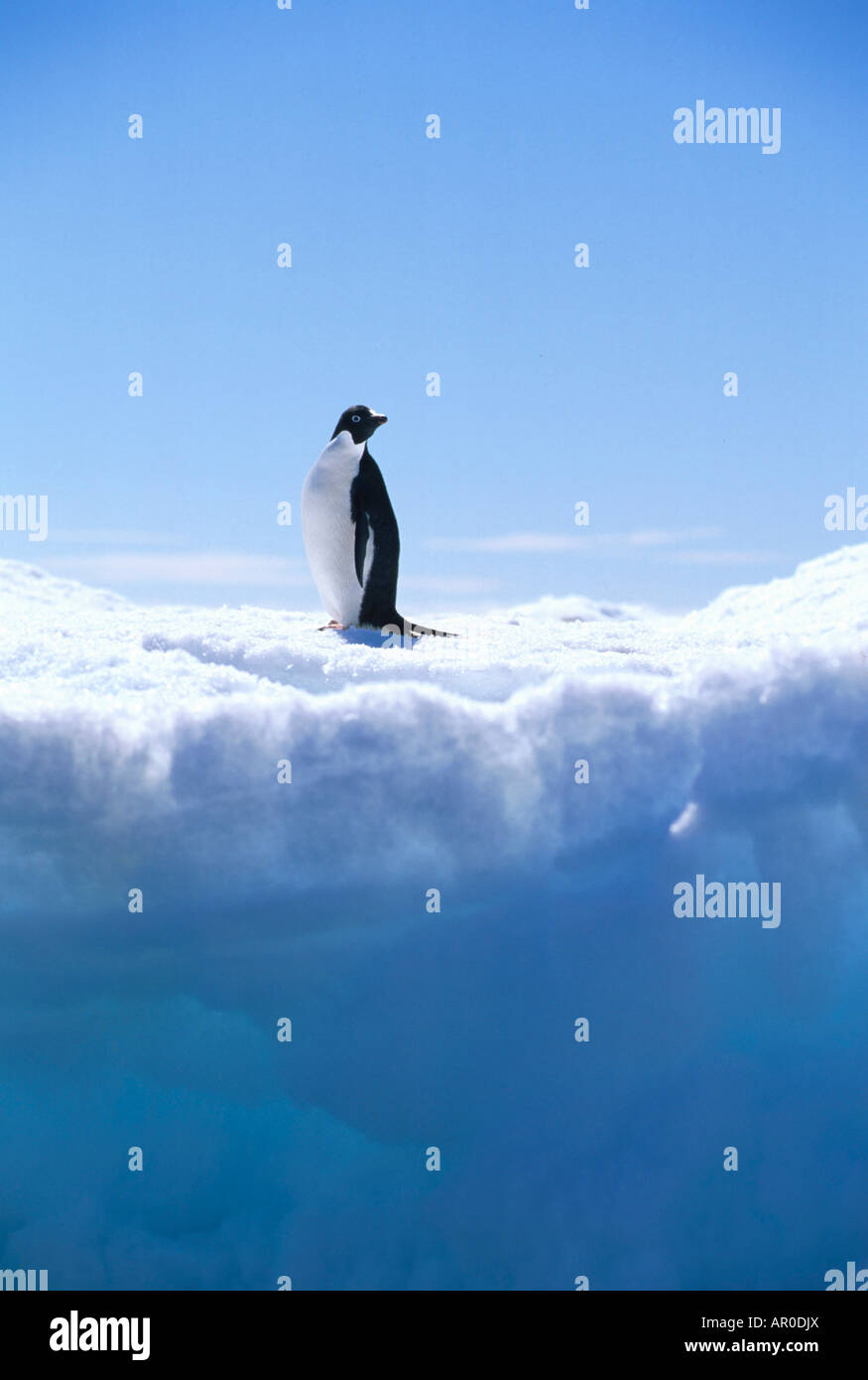 Adelie Penguin on Iceberg Portrait Antarctica Stock Photo - Alamy