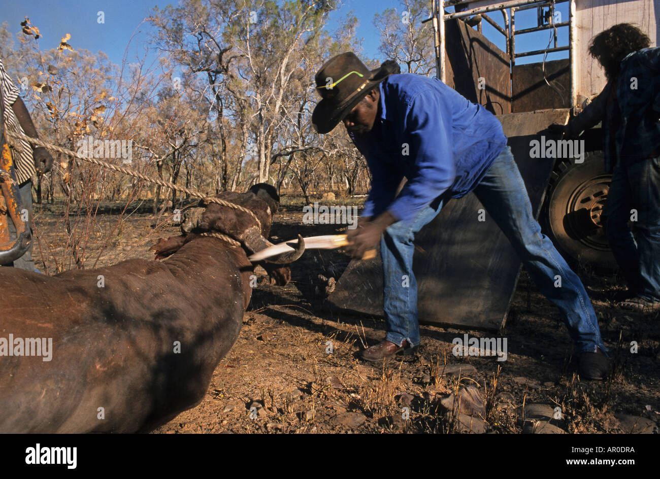 Aboriginal cowboy and cattle hi-res stock photography and images - Alamy