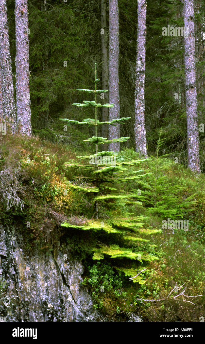 SCOTLAND Scottish Highlands Cairngorm National Park A typical ...