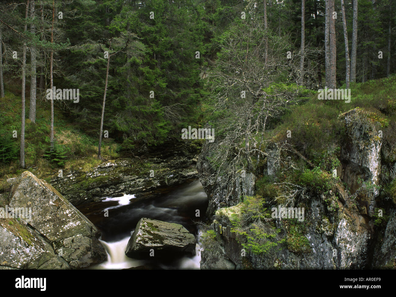 SCOTLAND Scottish Highlands Cainrgorm National Park The fast flowing ...