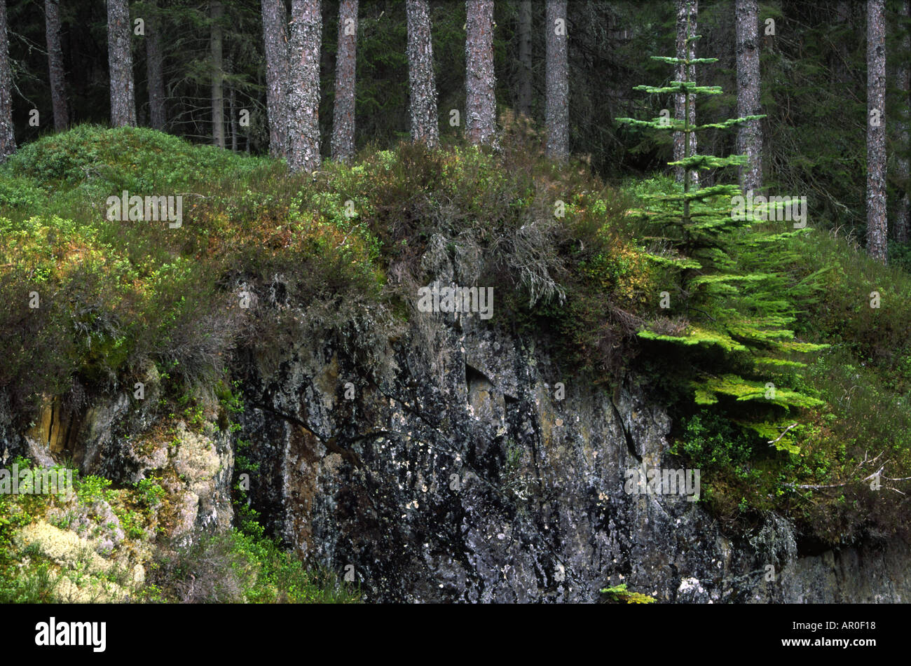 SCOTLAND Scottish Highlands Cairngorm National Park A typical ...