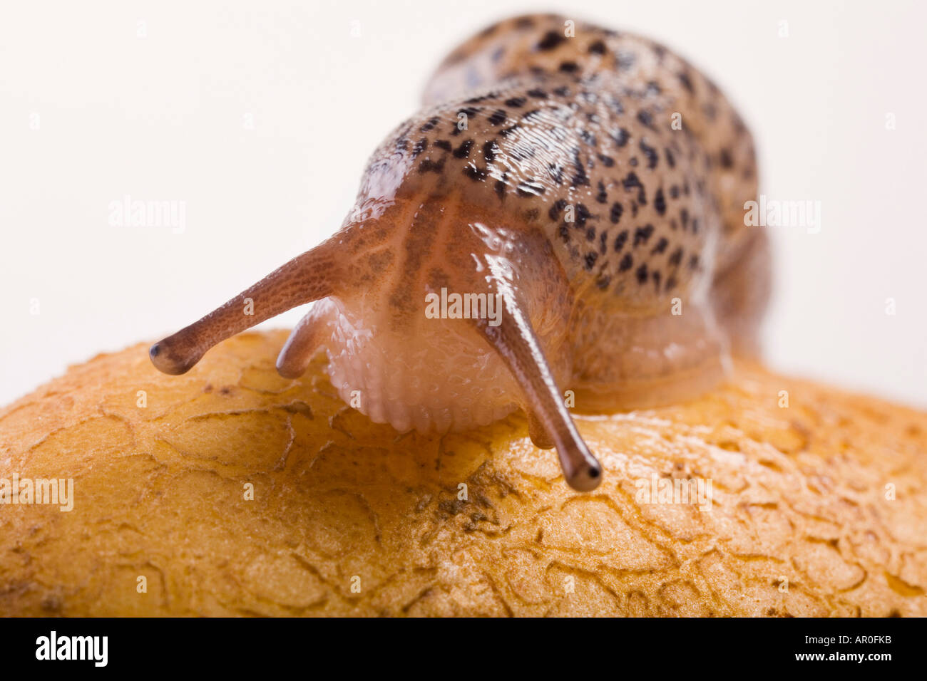 Leopard Slug (Limax maximus Stock Photo - Alamy