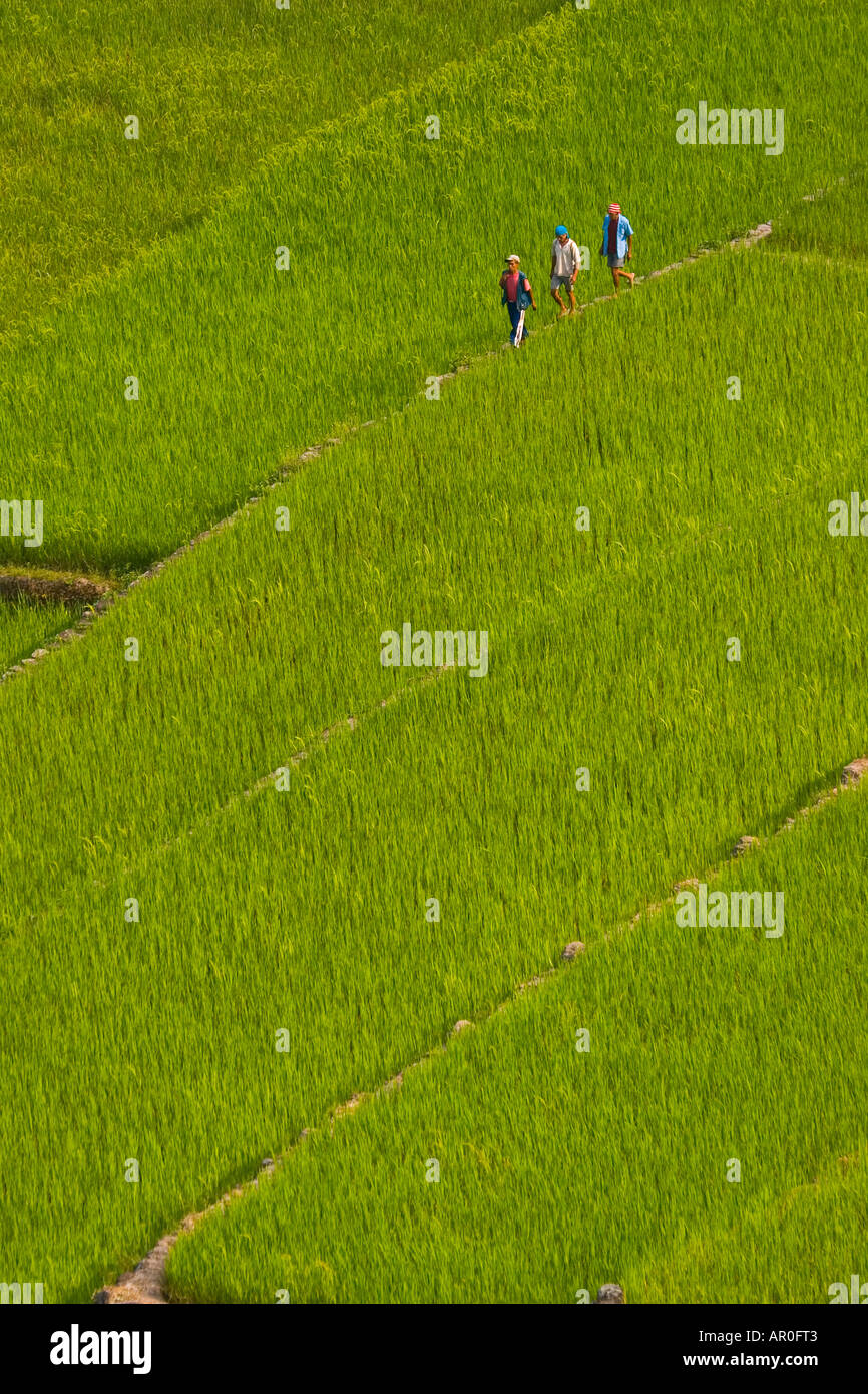 People walking along Batad rice fields Luzon The Philippines Stock ...