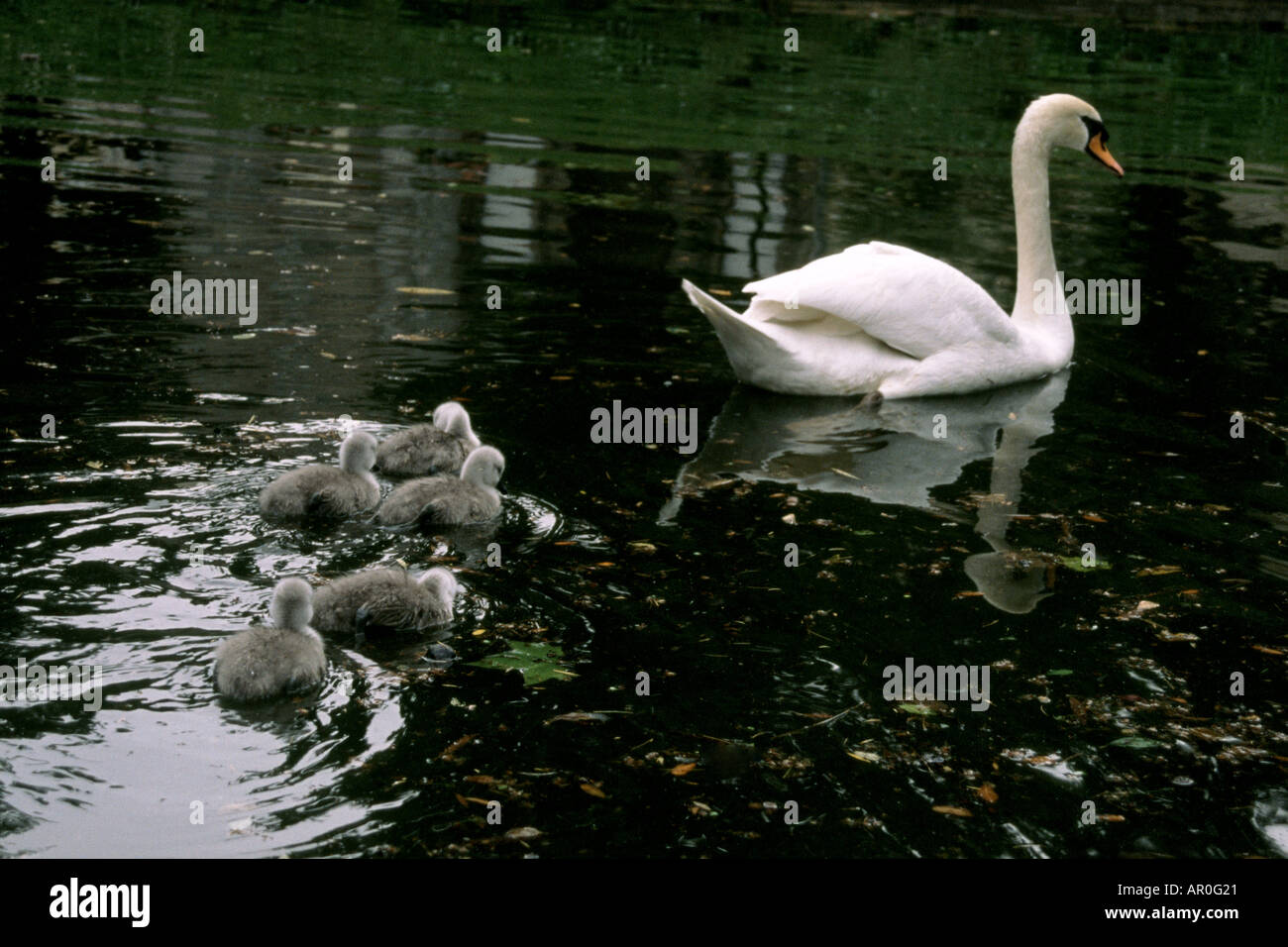Biceps lake hi-res stock photography and images - Alamy