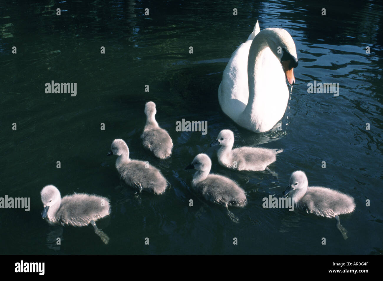 Biceps lake hi-res stock photography and images - Alamy