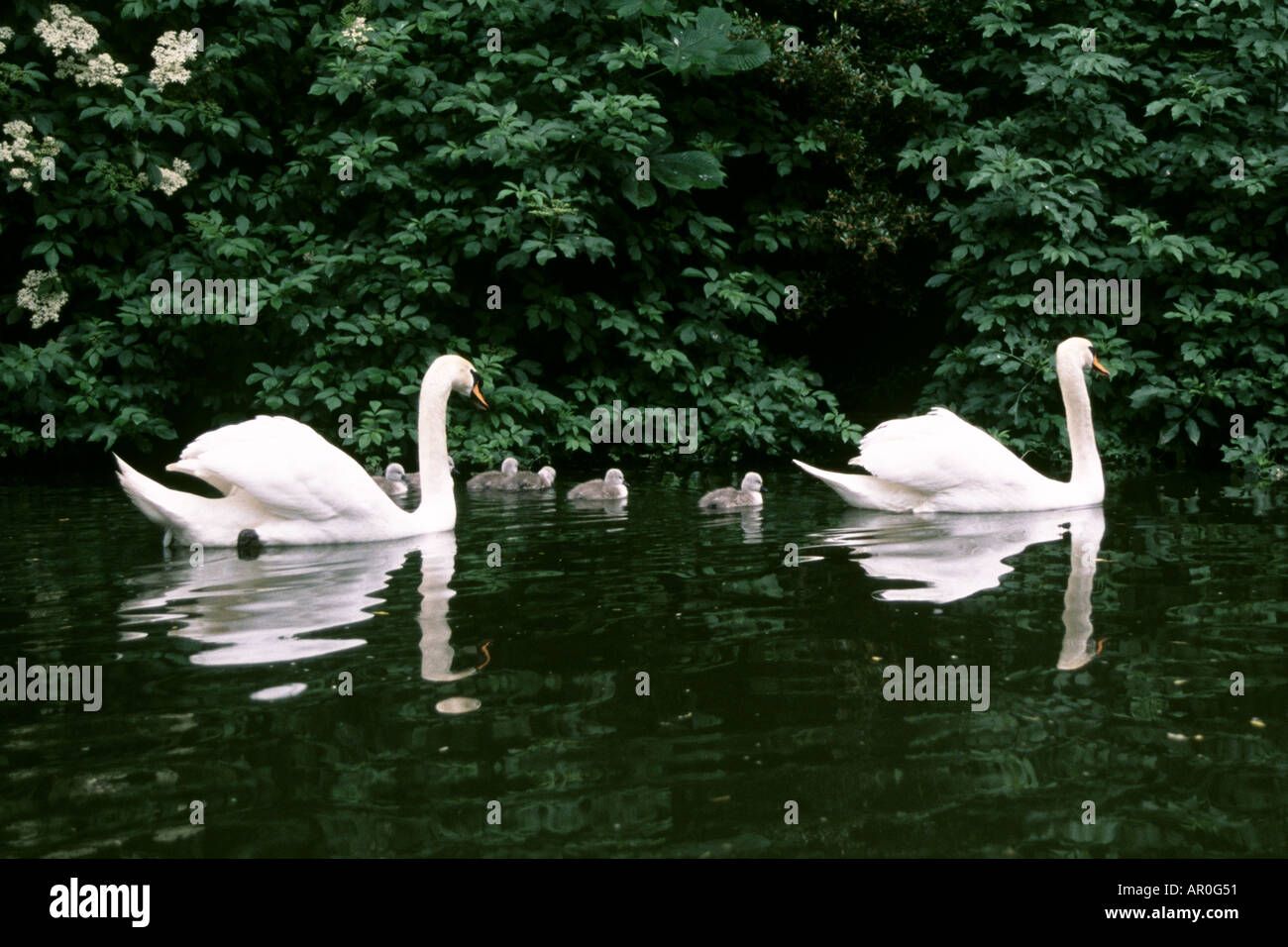 Full swan family two hi-res stock photography and images - Alamy