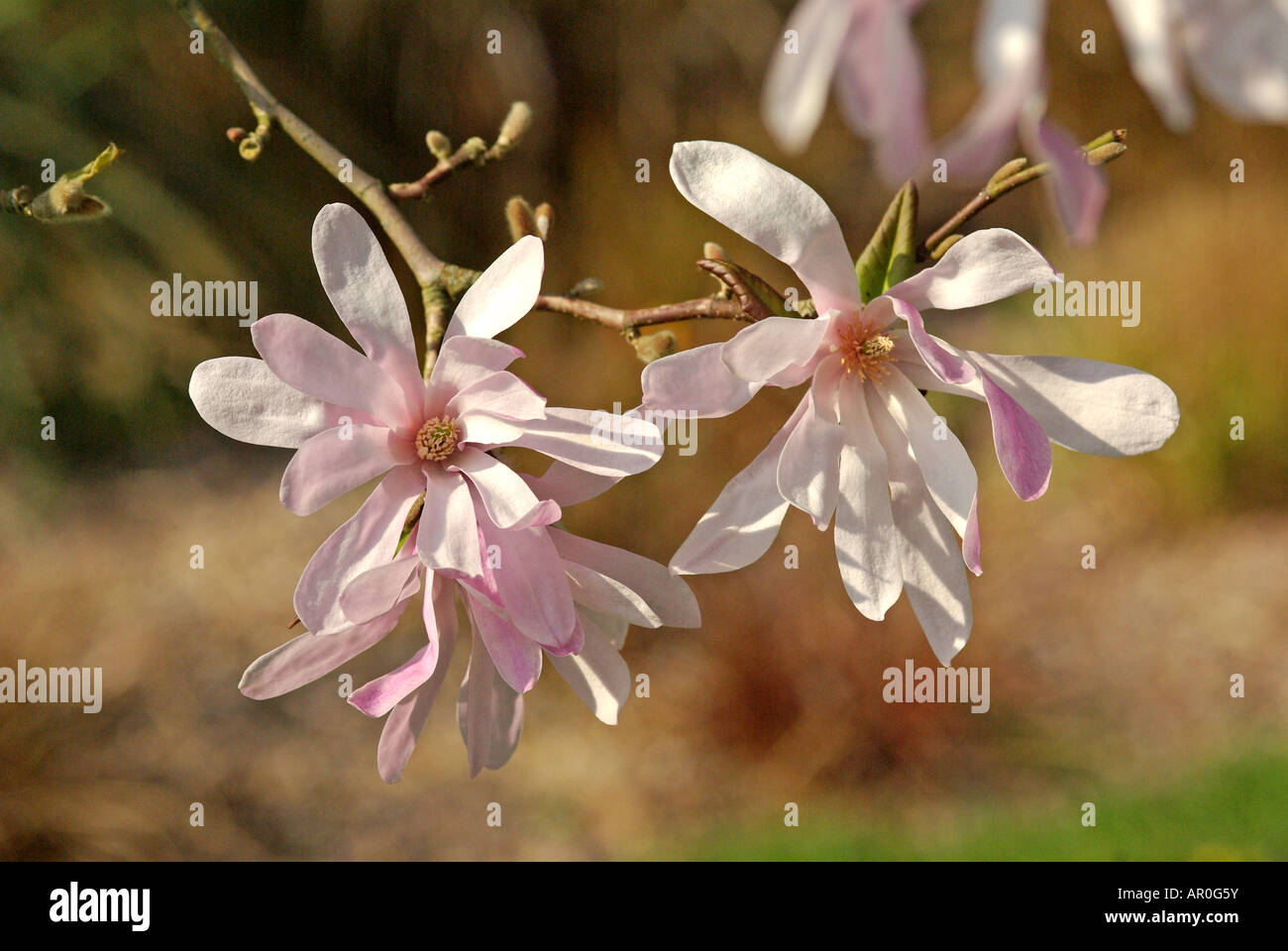 Magnolia * loebneri var. Leonard Messel Stock Photo - Alamy