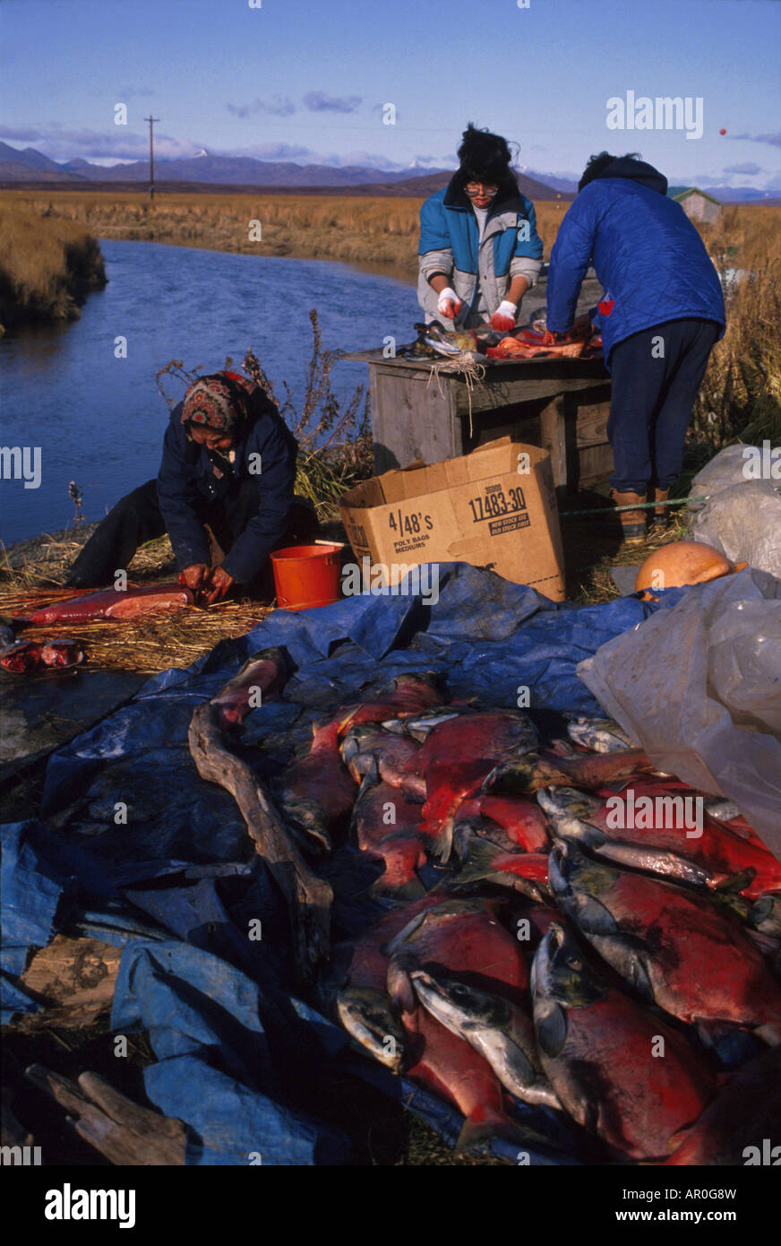 Yupik Woman Filleting Red Salmon Subsistence Togiak AK native eskimo ...