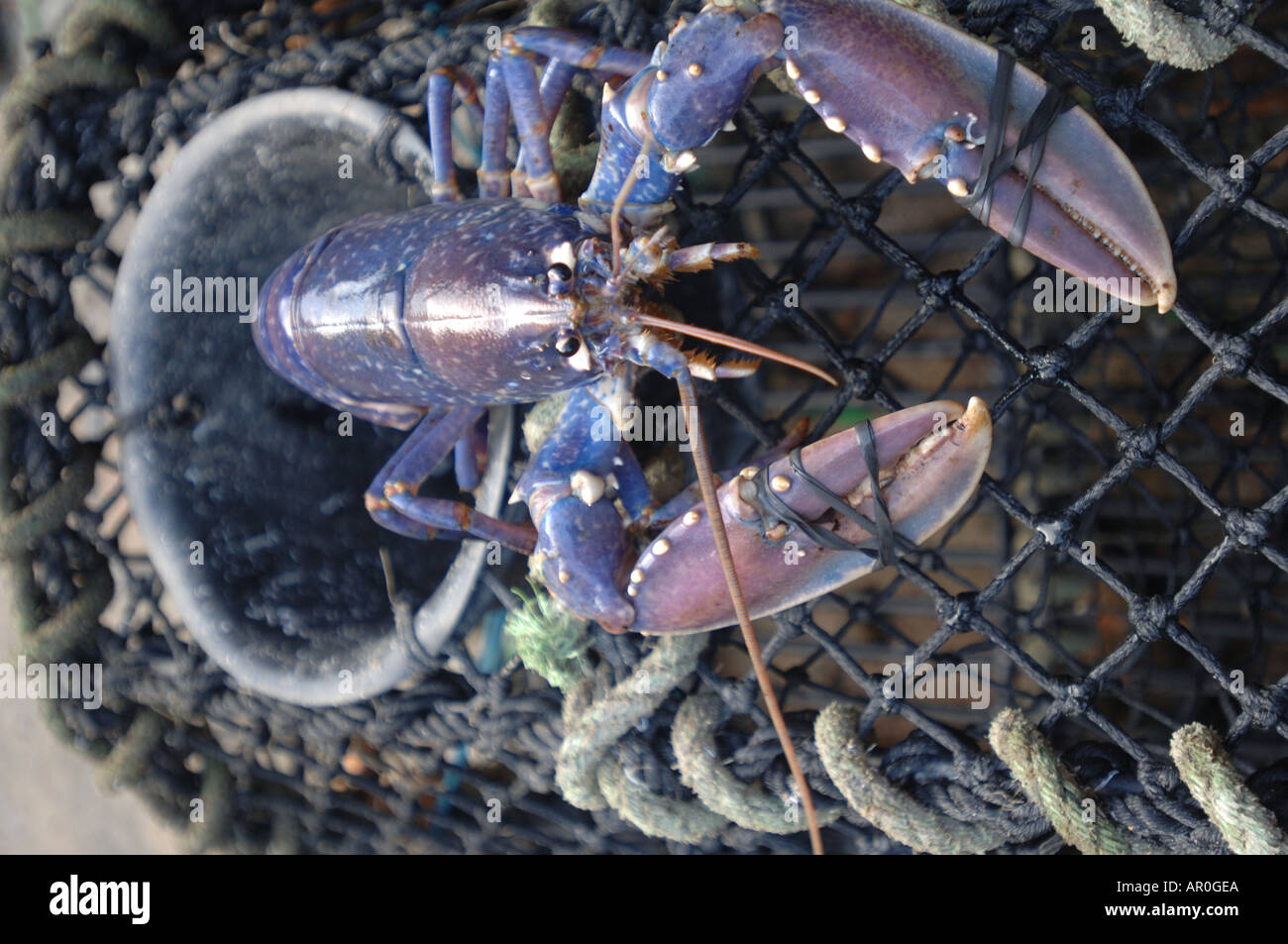A LIVE HEN LOBSTER APPROX 7 YEARS OLD WITH THOUSANDS OF EGGS BERRIES ...
