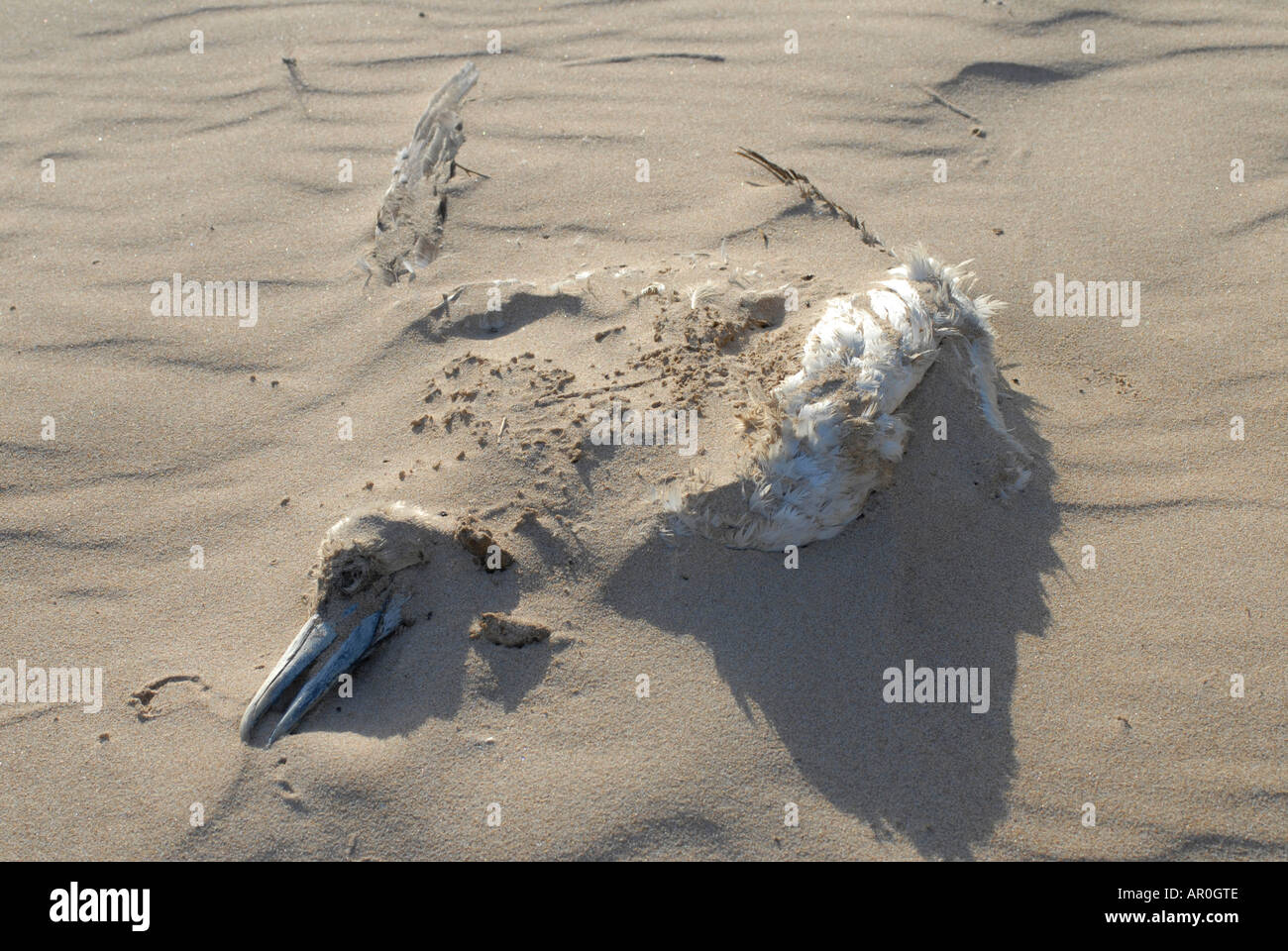 Dead seagull hi-res stock photography and images - Alamy