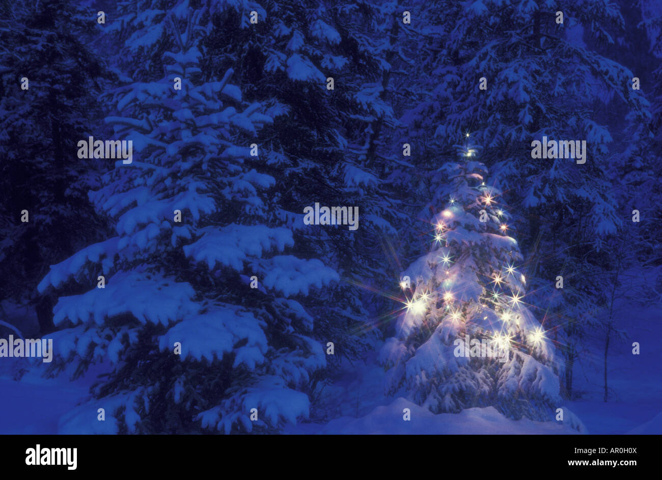 Spruce tree in forest with Christmas lights AK winter Stock Photo - Alamy