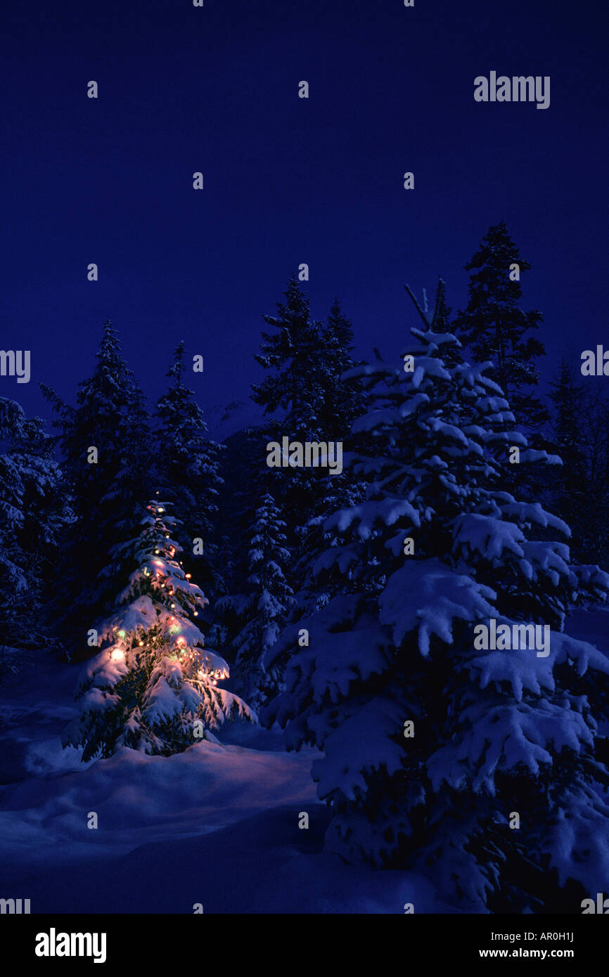 Spruce tree in forest with Christmas lights AK winter Stock Photo - Alamy