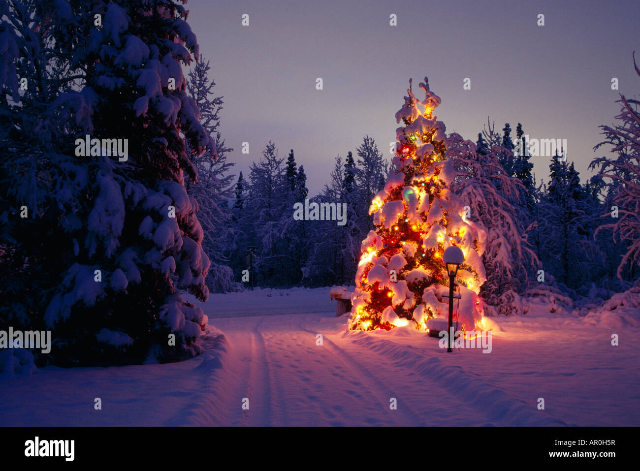 Lighted Christmas Tree Anchorage Neighborhood AK @ Sunset SC Winter ...