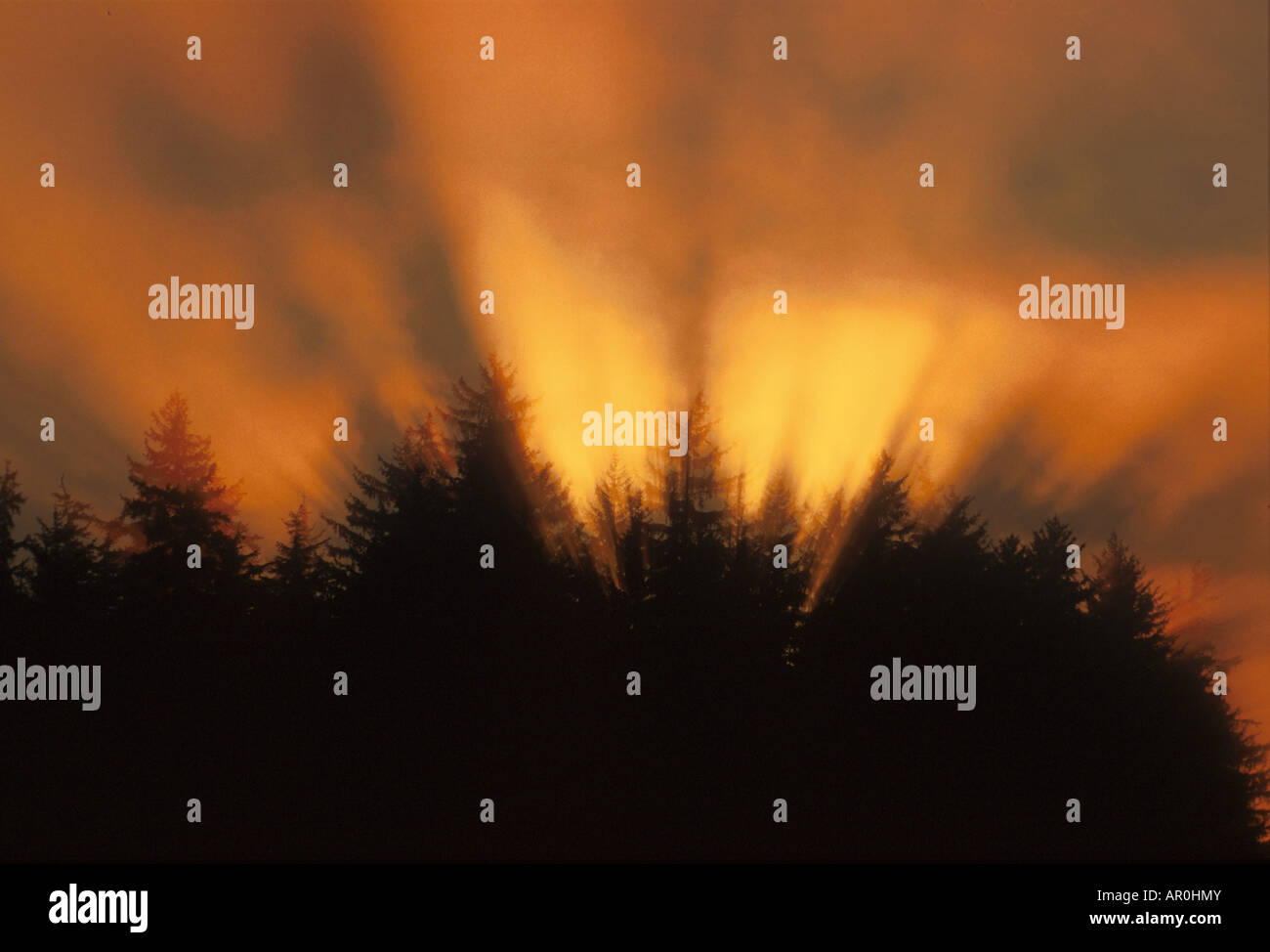 Sunrise Fog Trees Tongass Natl Forest Juneau Southeast Alaska Orange ...