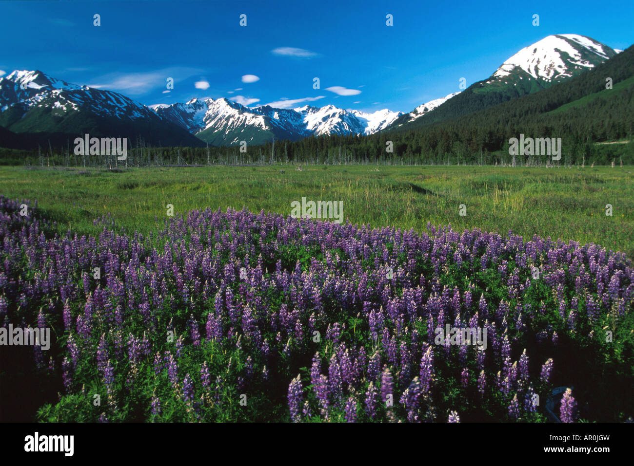 Lupine field Chugach Mtns near Girdwood SC Alaska summer scenic Stock ...