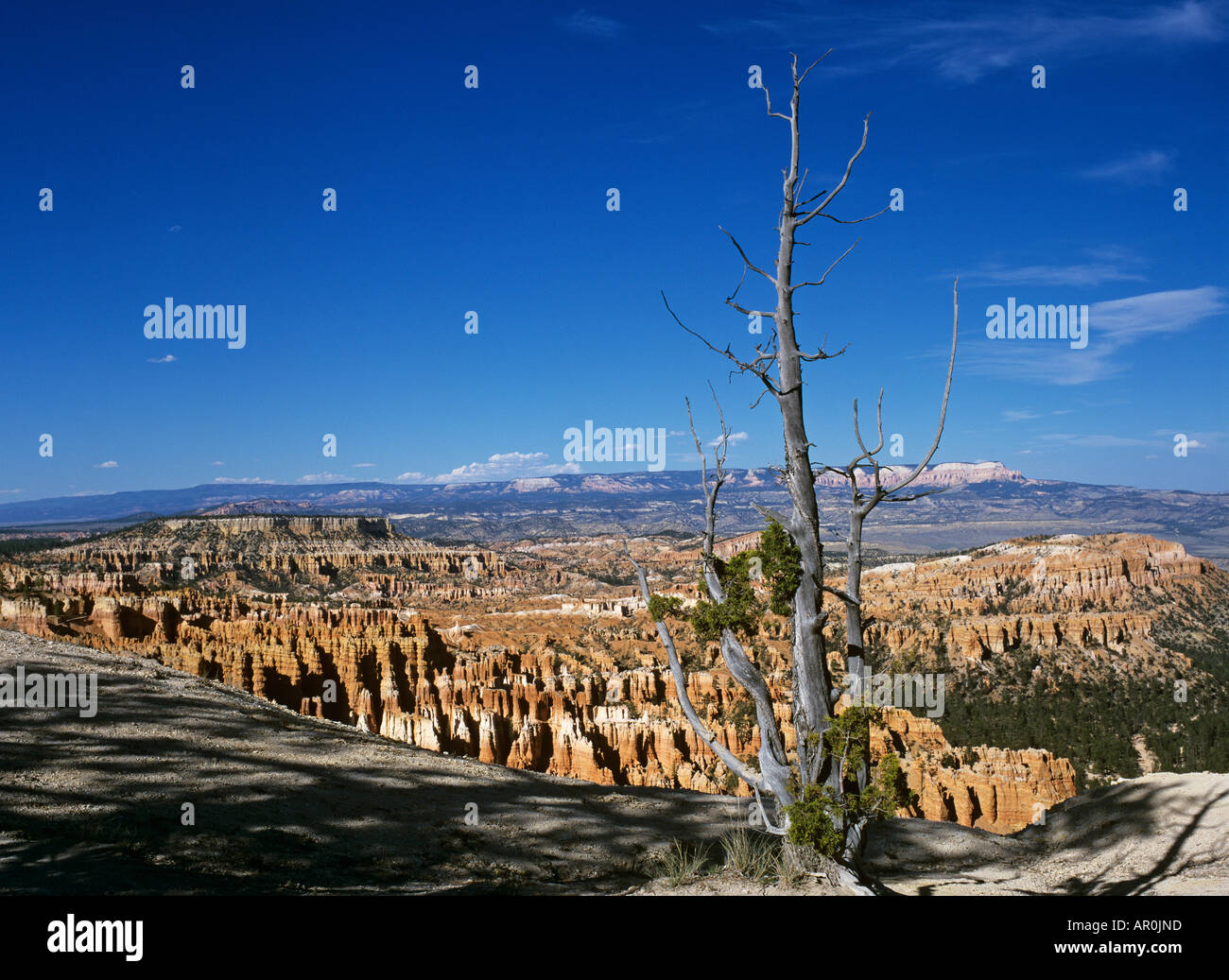 Freaky tree hi-res stock photography and images - Alamy