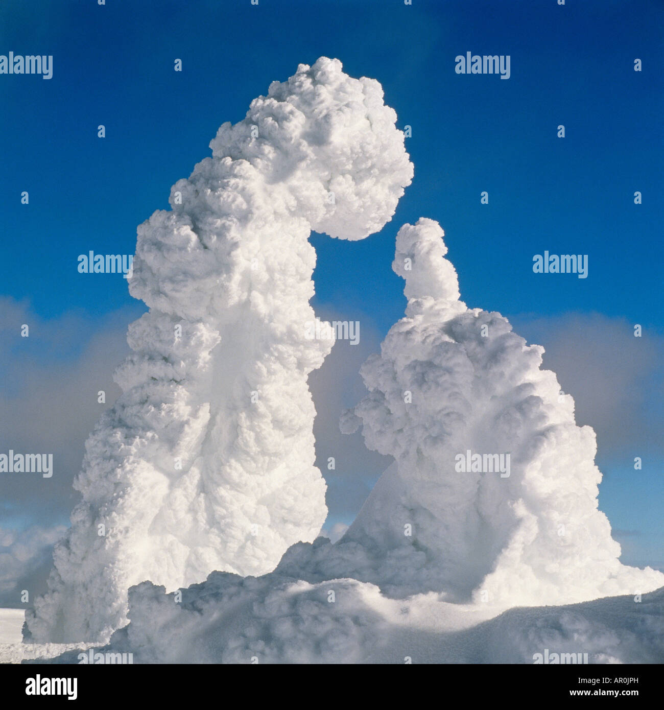 Ghost Trees on Two Top Mtn West Yellowstone Montana Winter Snow Stock ...