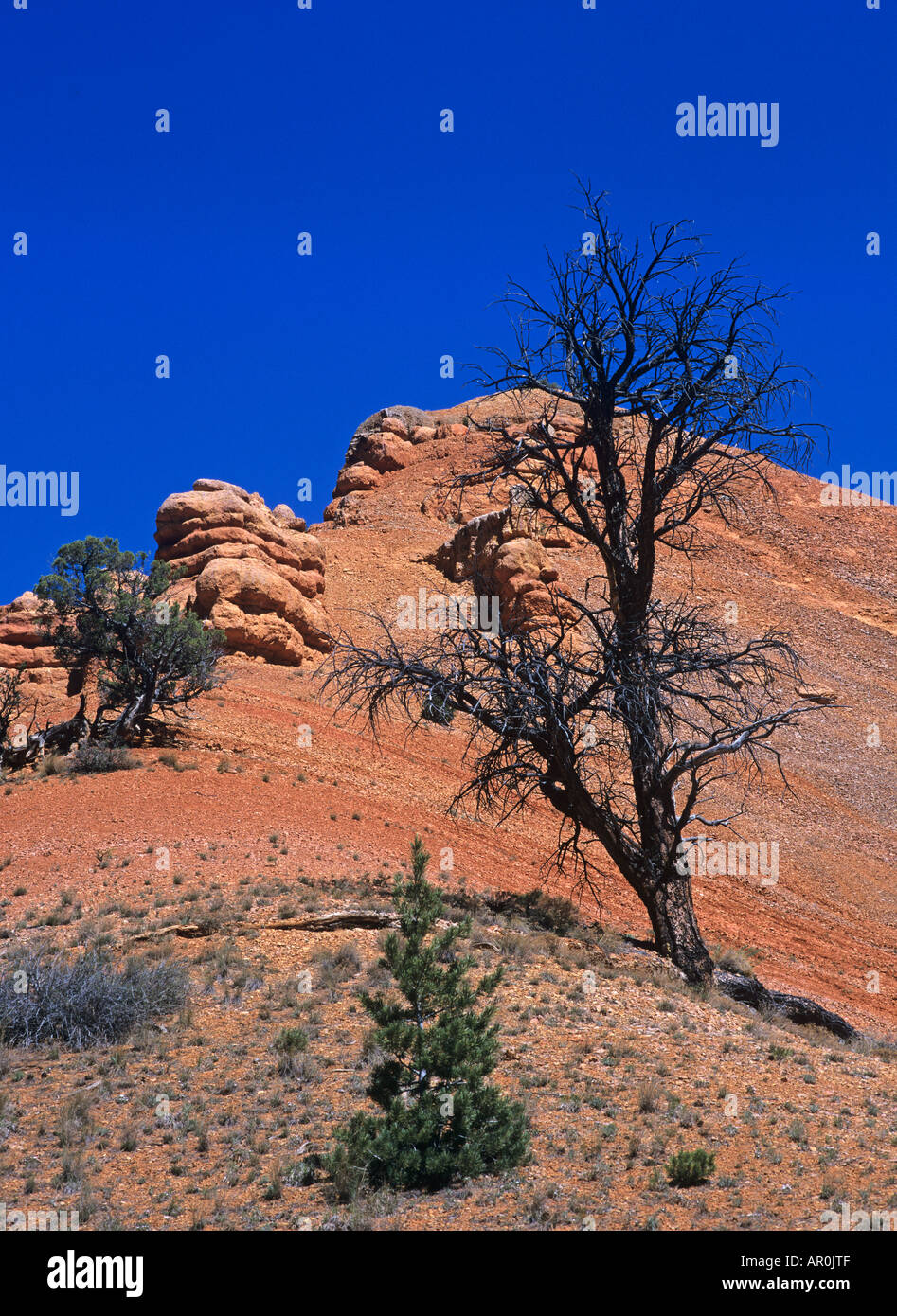 Freaky tree hi-res stock photography and images - Alamy