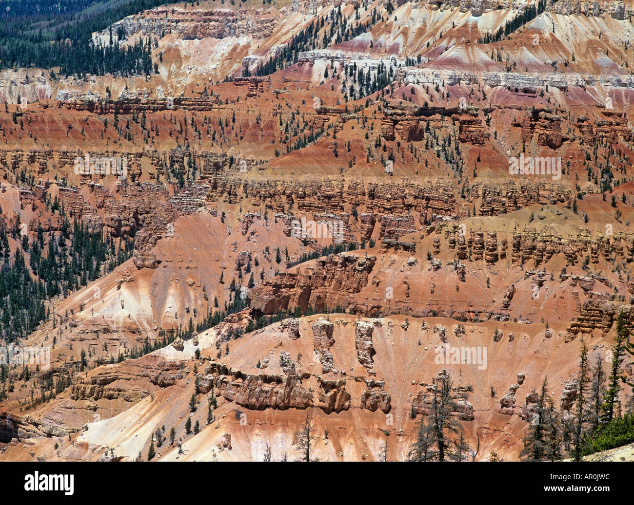 Point cedar hi-res stock photography and images - Alamy