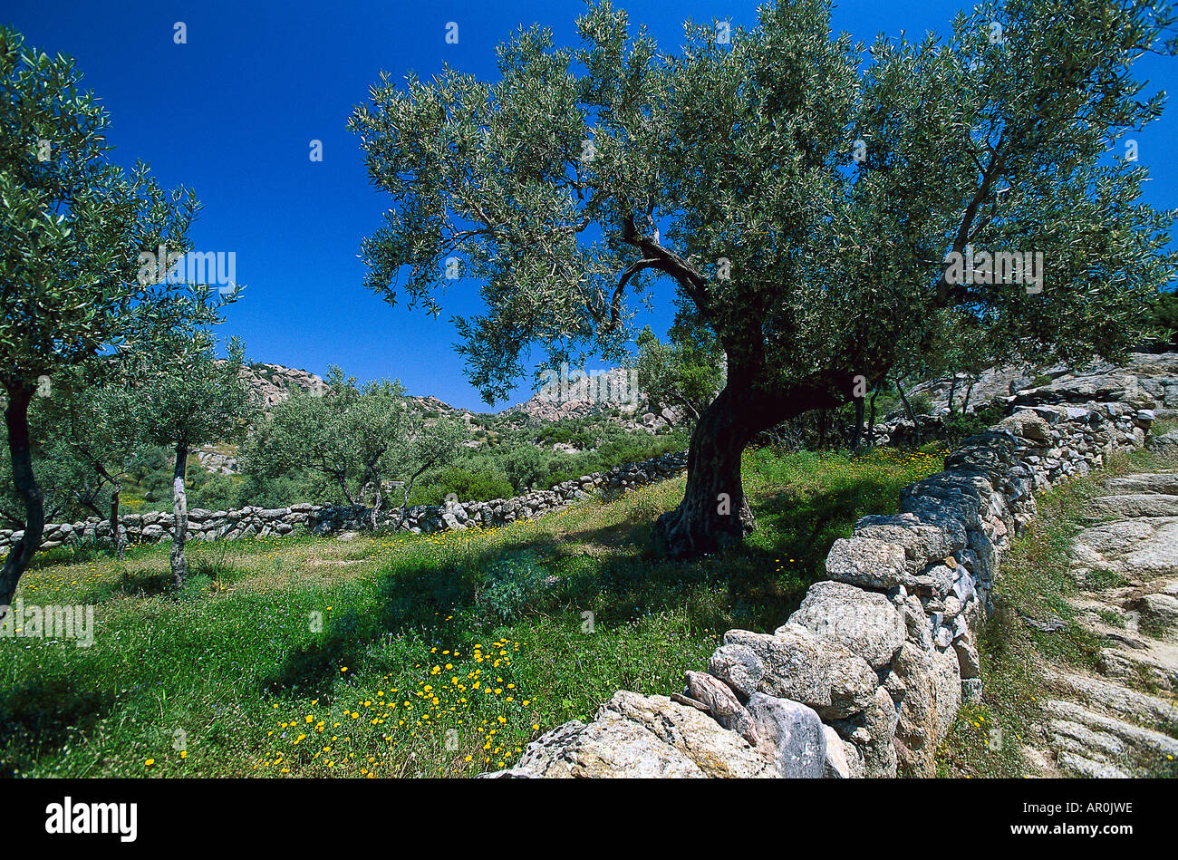 Olive grove hi-res stock photography and images - Alamy