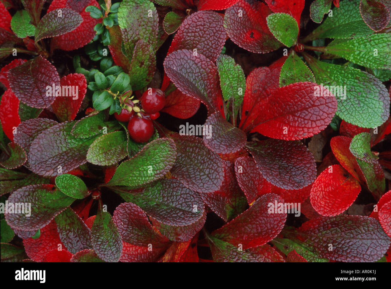 Lowbush Cranberry on Tundra Detail Interior Alaska Stock Photo - Alamy