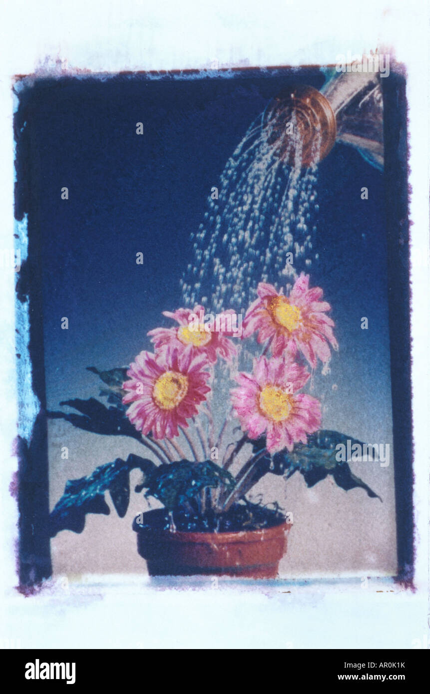 Watering Flower in Flower Pot Studio Polaroid Transfer Stock Photo - Alamy