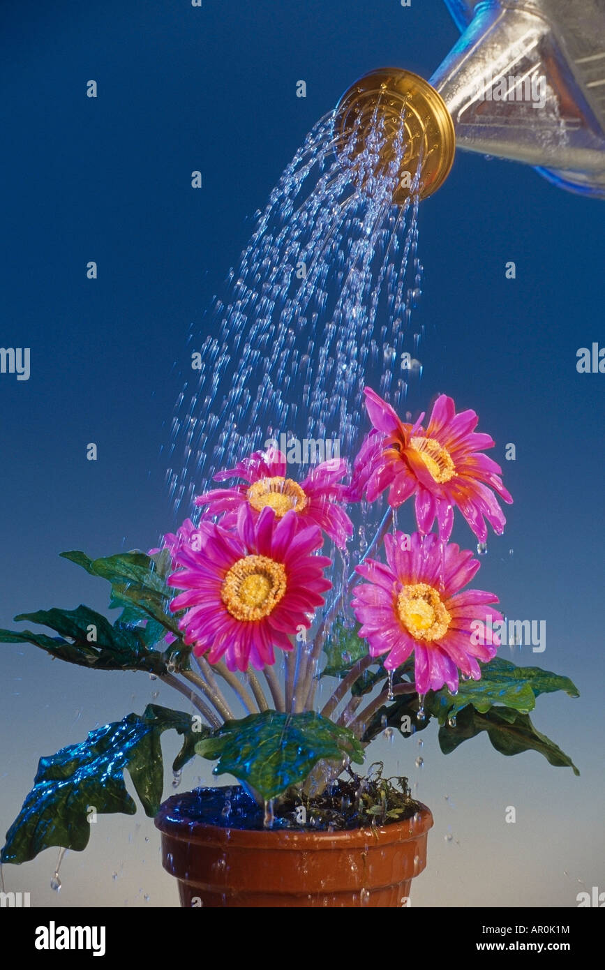 Watering Flower in Flower Pot Studio Polaroid Transfer Stock Photo - Alamy