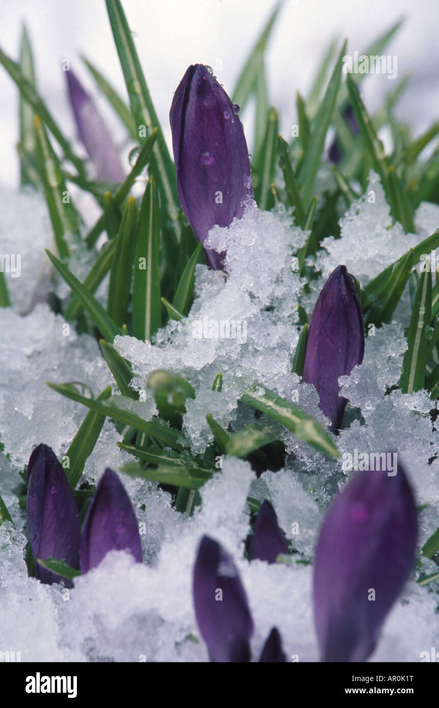 Purple Crocus blooms through spring snow Kodiak Alaska Stock Photo - Alamy