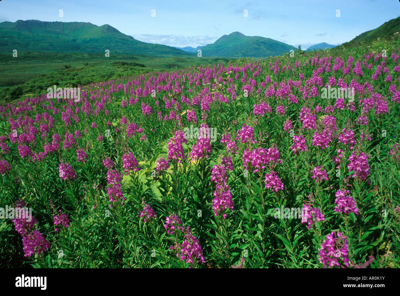 Fireweed Aleutian Range Kodiak Island Southwest AK Summer Open Field ...