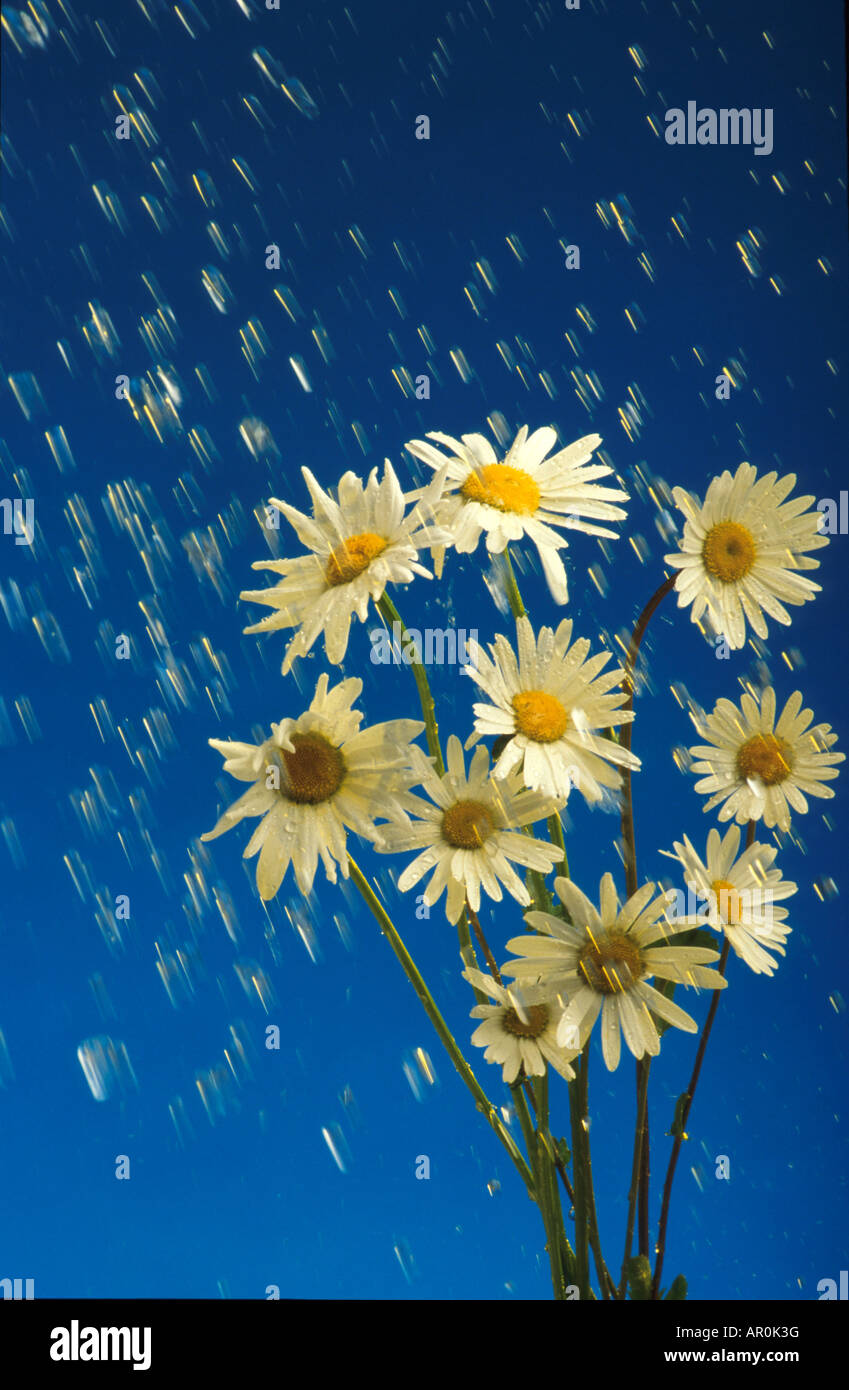Rain Falling on Daisies Studio shot Stock Photo - Alamy