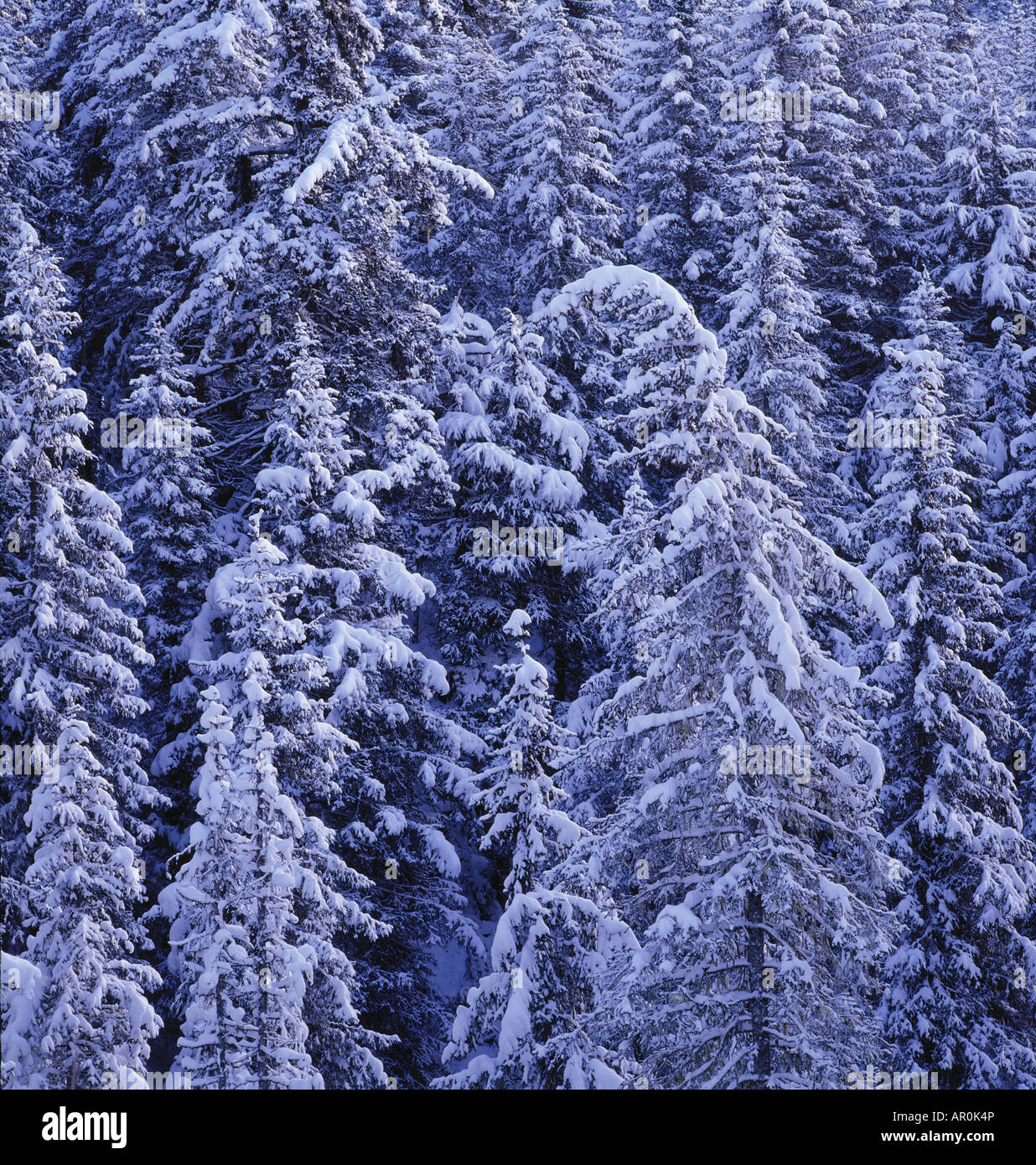 Spruce tree covered with frost alaska hi-res stock photography and ...