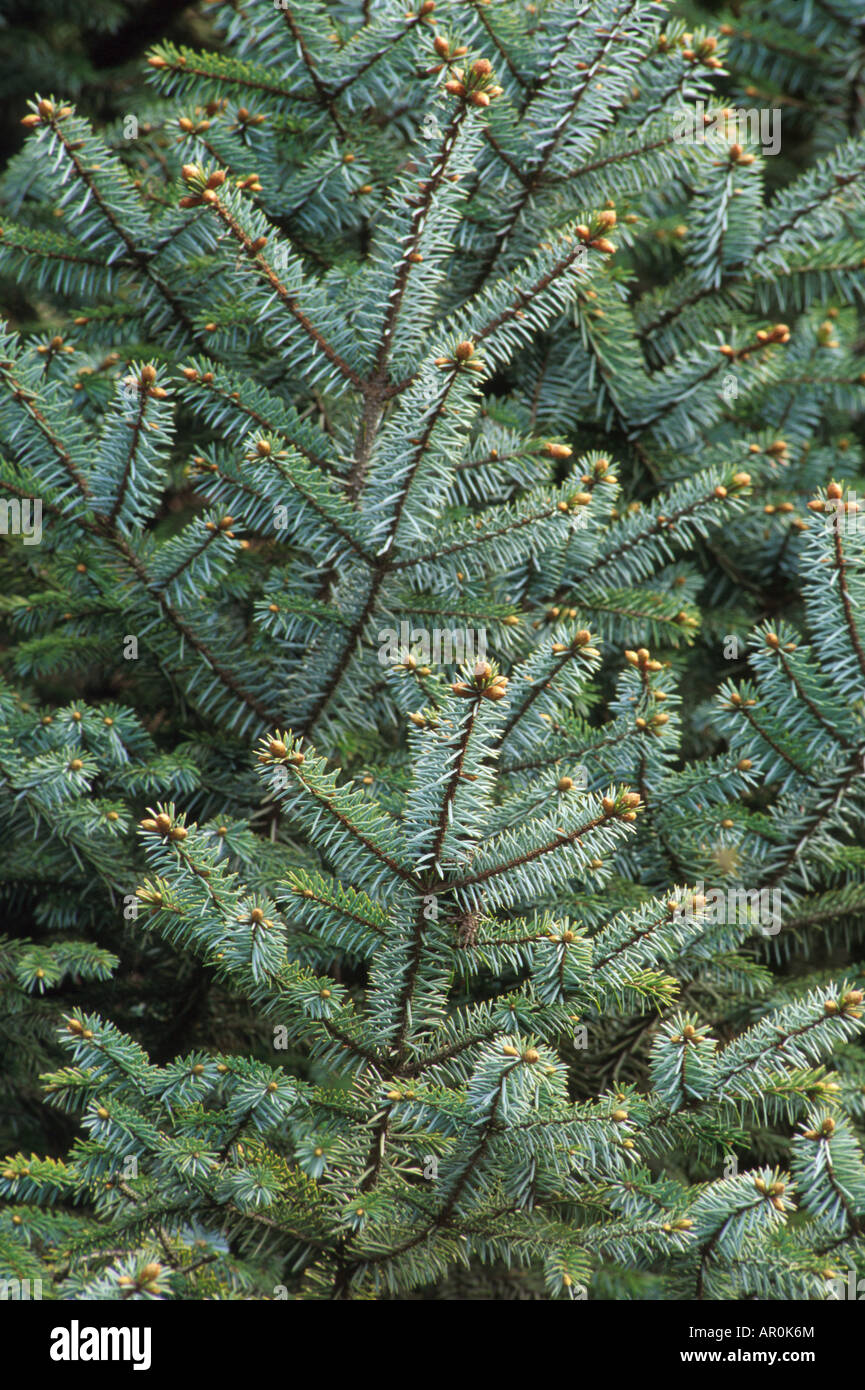 Budding characteristics hi-res stock photography and images - Alamy