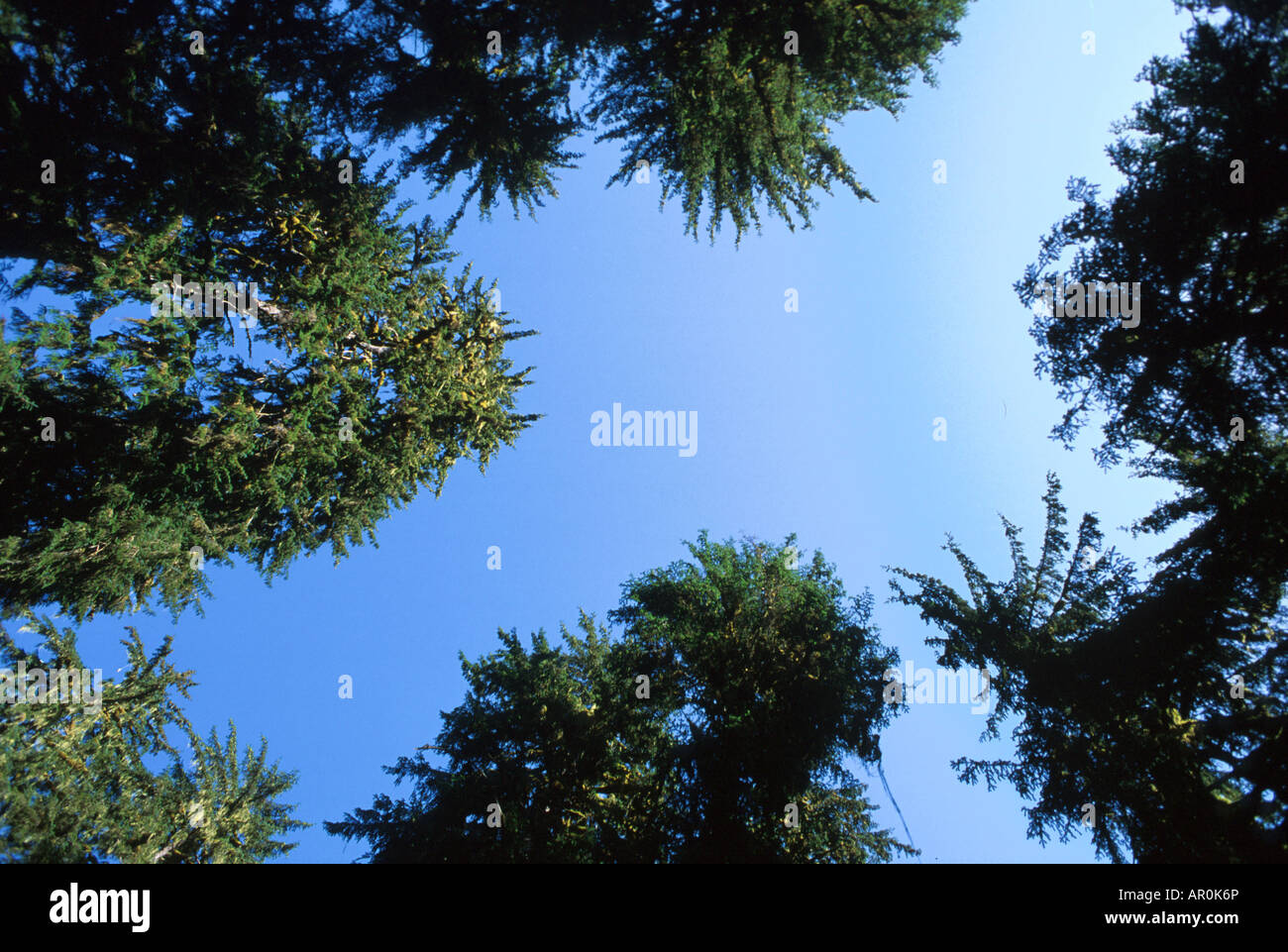Old Growth Spruce & Hemlock Trees Tongass NF Summer AK/nlooking up to ...