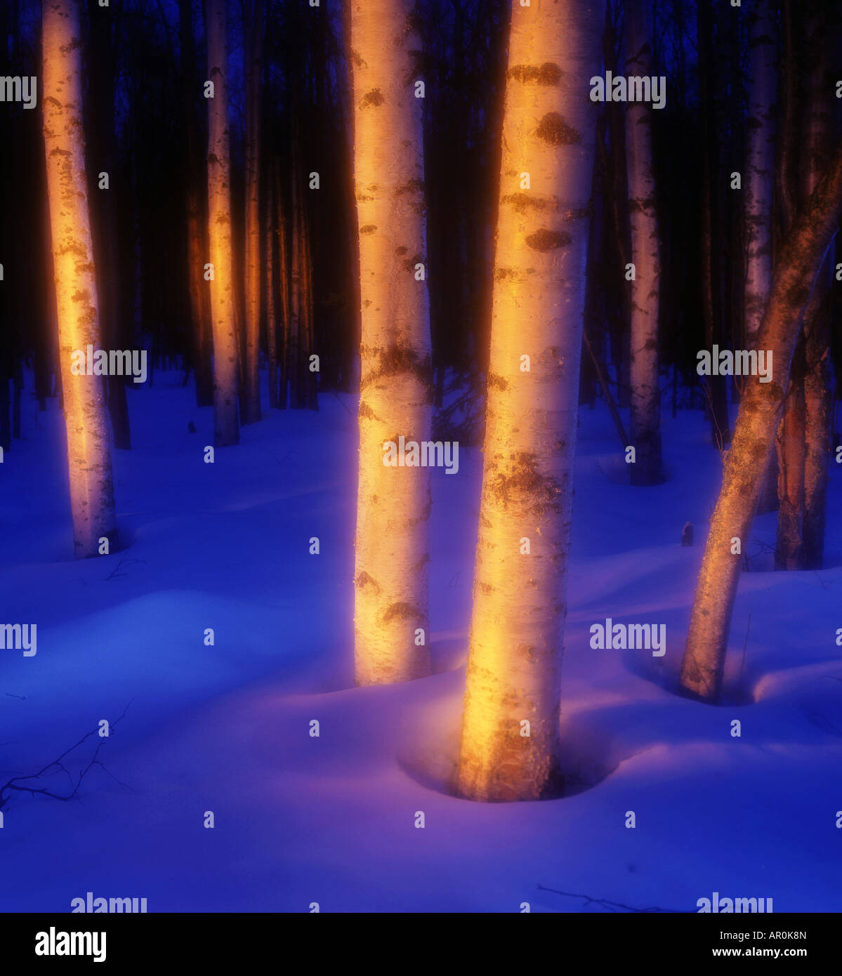 Alaska birch tree trunks hi-res stock photography and images - Alamy