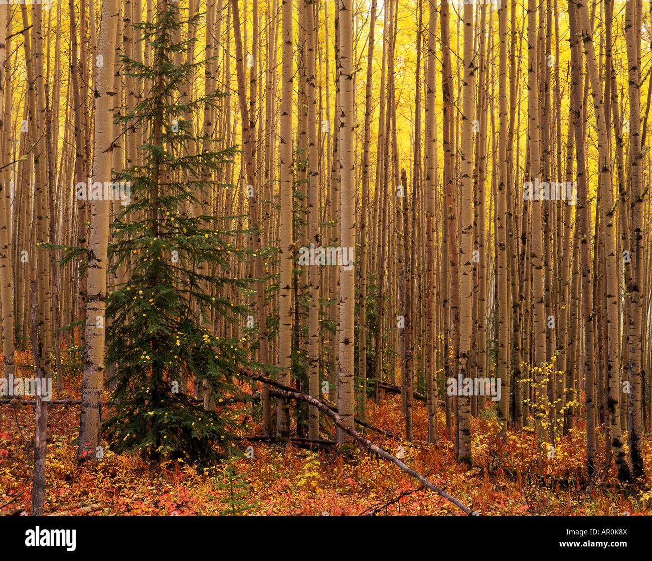 Close-up Aspen Trees Autumn /nEster Interior Alaska Stock Photo - Alamy