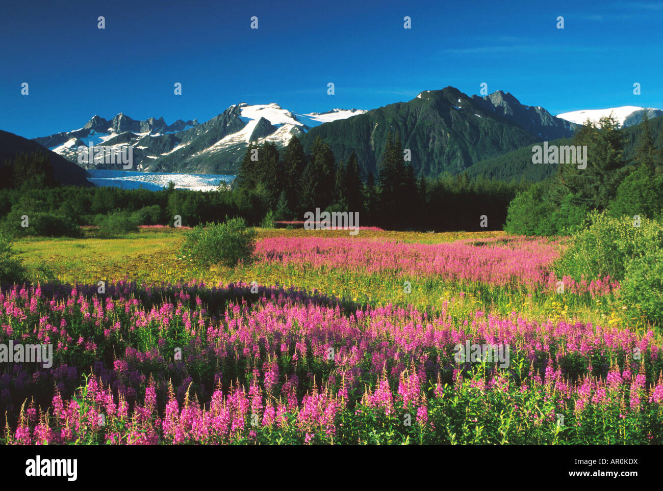 Field of Fireweed near Mendenhall Glacier SE Alaska summer scenic w/&w ...