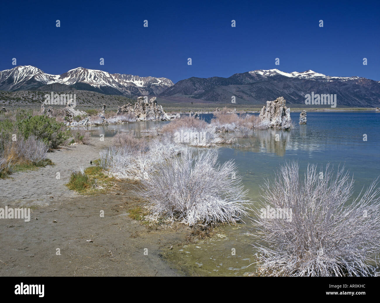 Plants covered with salt, Mono Lake, Lee Vining, California, USA Stock ...