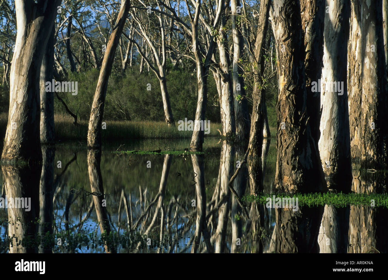 Reflection swamp forest, Victoria Valley, Australia, Victoria ...